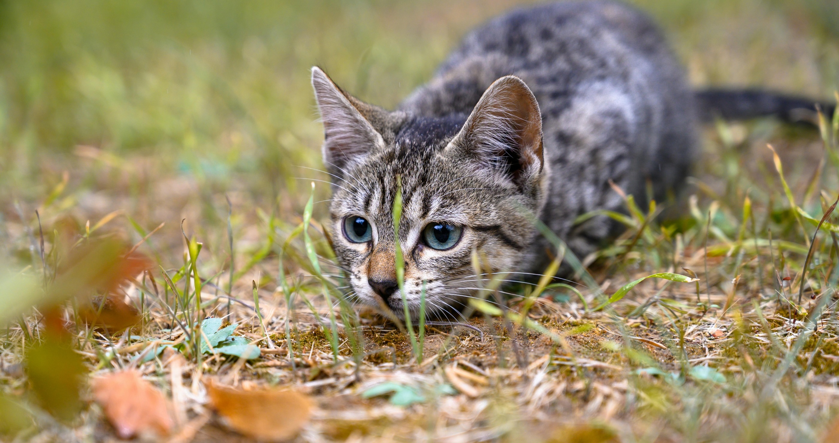 10 Facts About Cats That Will Make You Respect Your Feline Friend ...