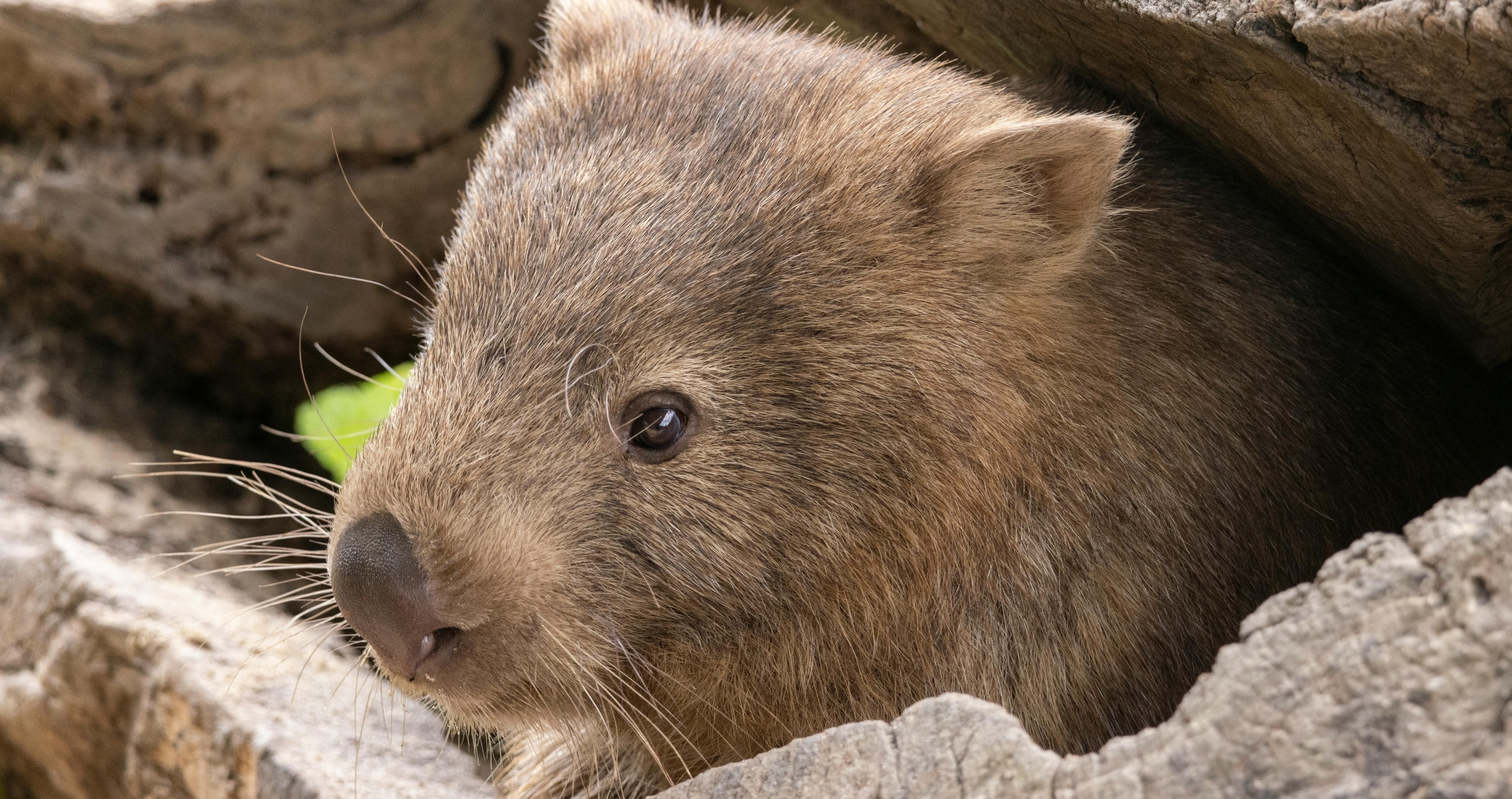 10 Facts About The Wombat I Bet You Never Knew - Wide Open Spaces