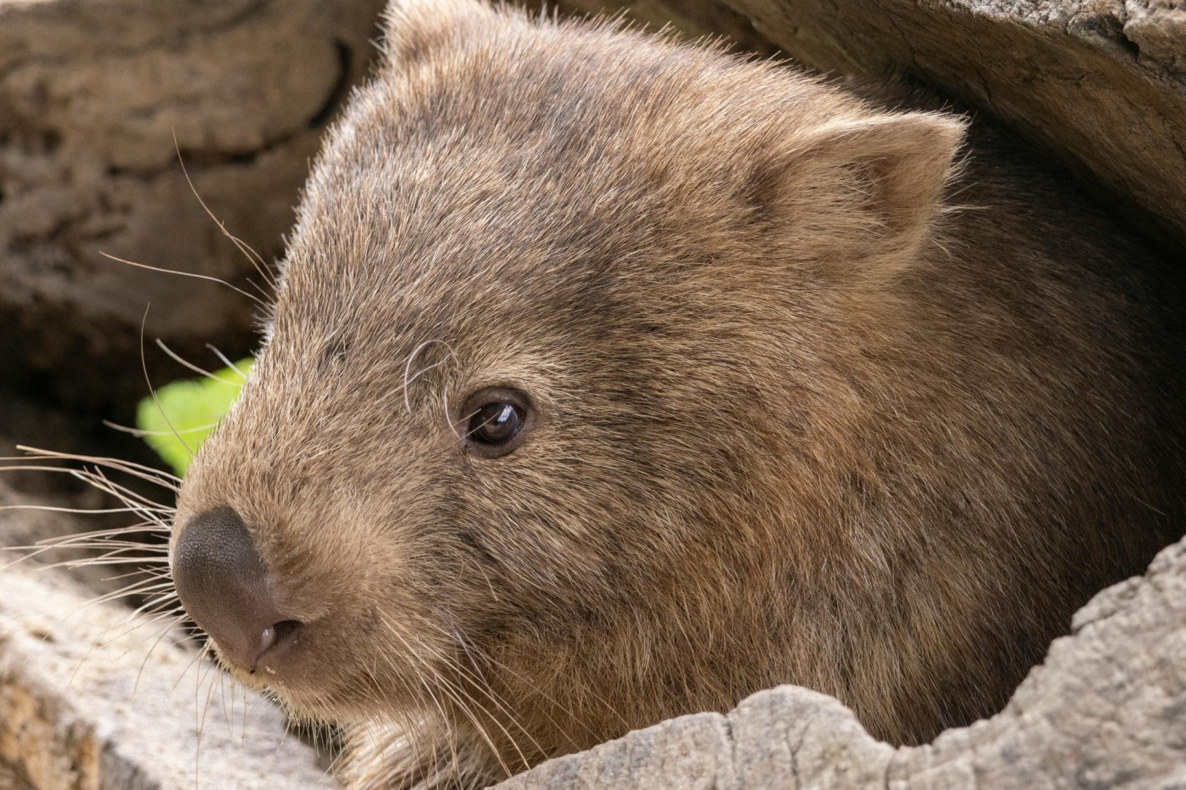 10 Facts About The Wombat I Bet You Never Knew - Wide Open Spaces
