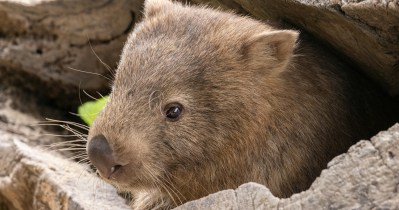 10 Facts About The Wombat I Bet You Never Knew - Wide Open Spaces