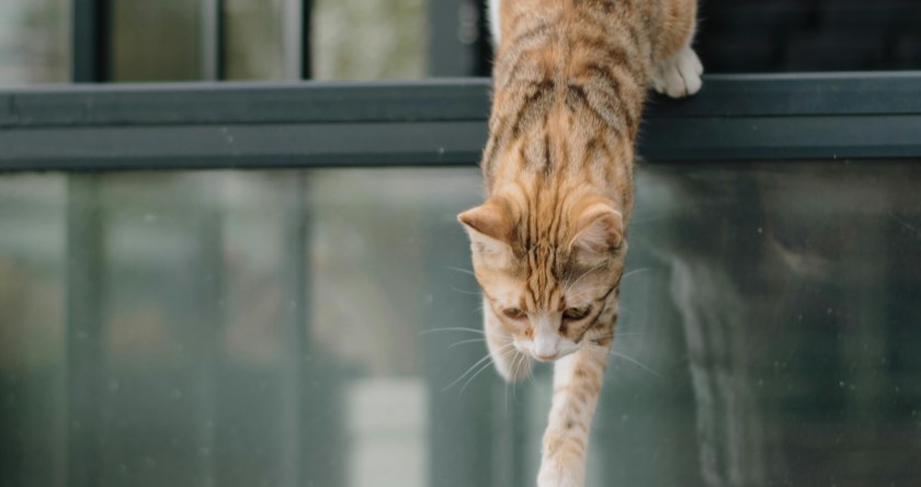 10 Facts About Cats That Will Make You Respect Your Feline Friend ...