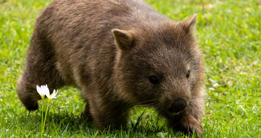 10 Facts About The Wombat I Bet You Never Knew - Wide Open Spaces
