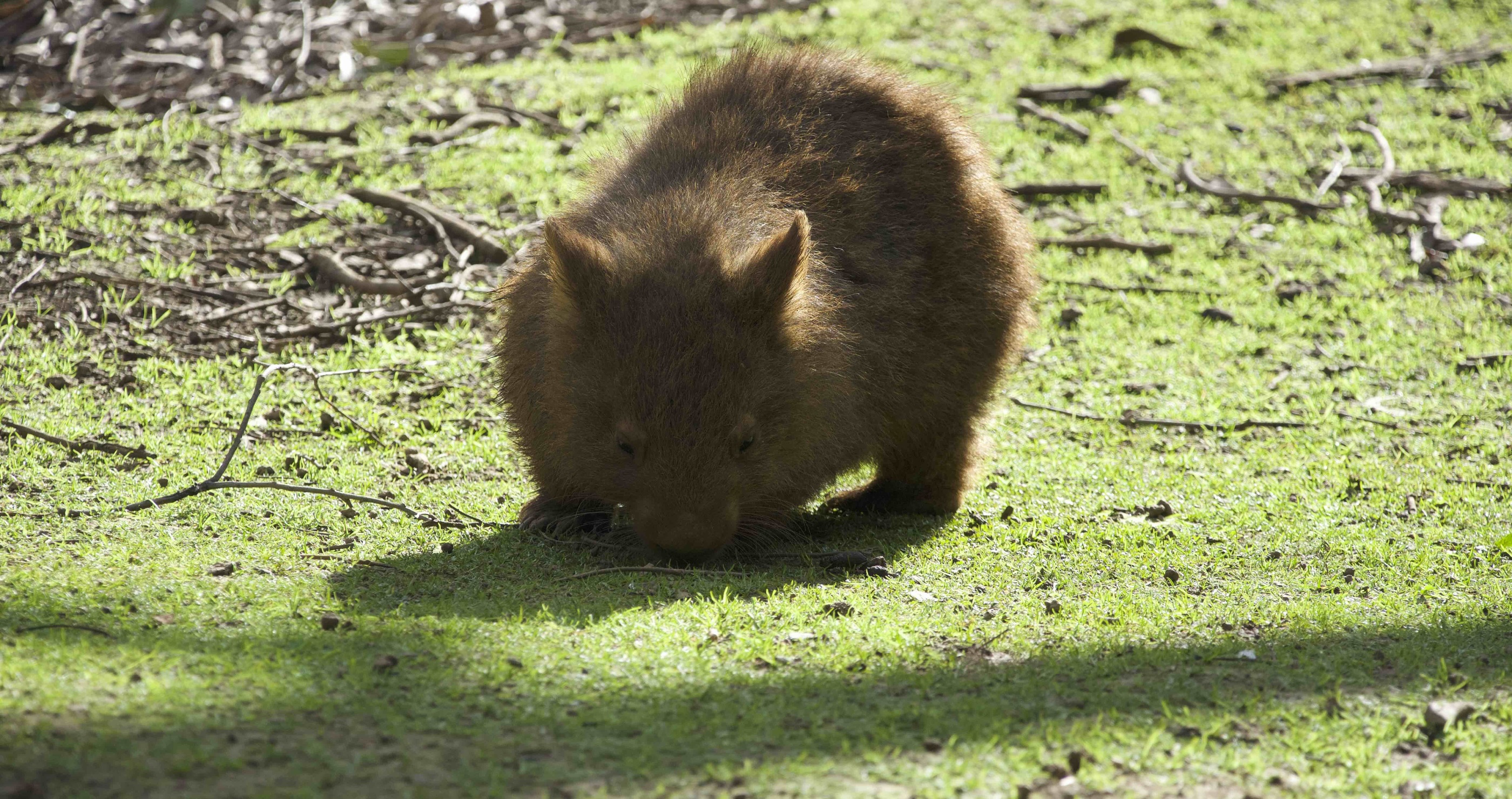 10 Facts About The Wombat I Bet You Never Knew - Wide Open Spaces