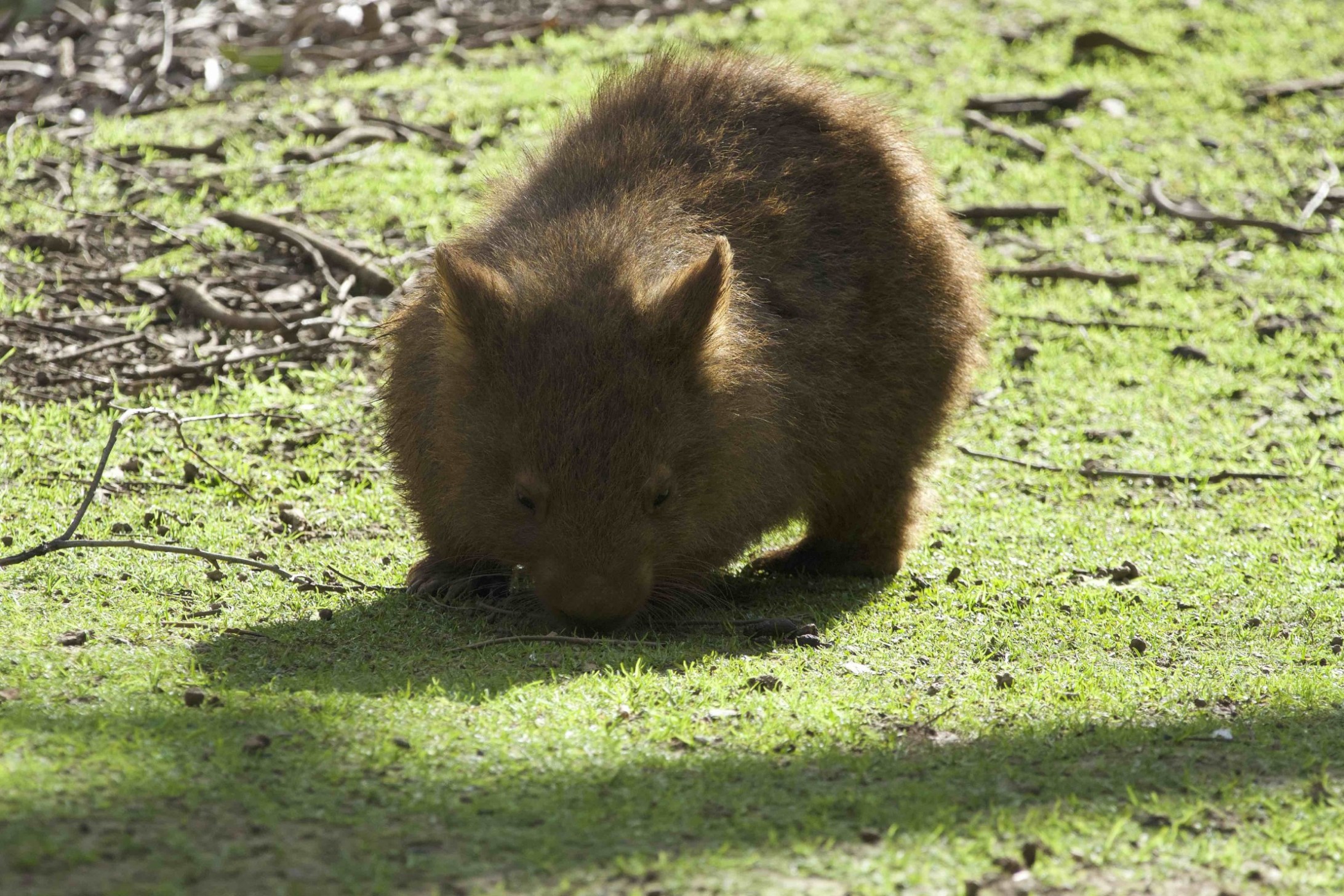 10 Facts About The Wombat I Bet You Never Knew - Wide Open Spaces