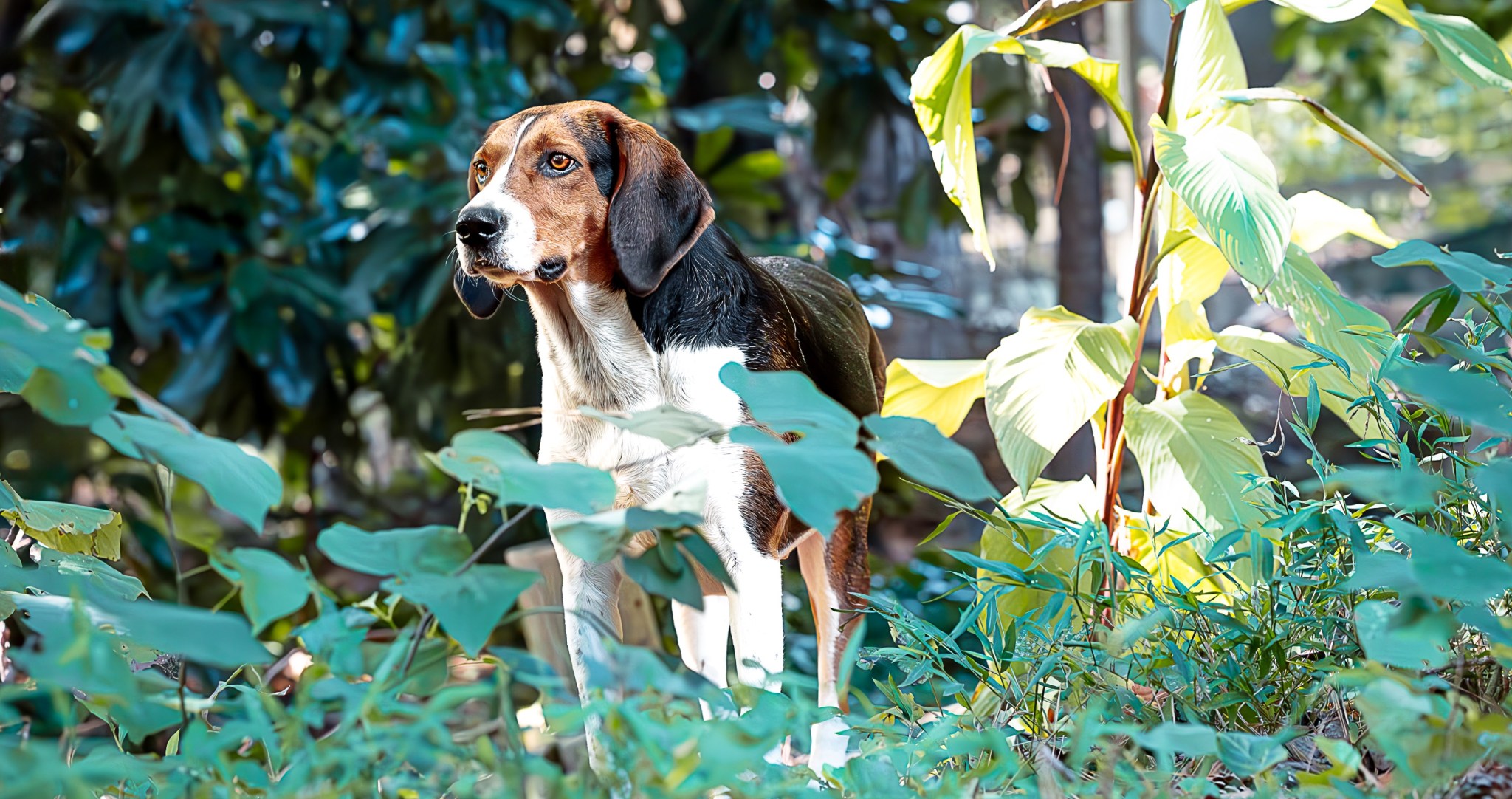 Climbers Stage Heroic Rescue Of Boomer The Dog After Two Days Stranded ...