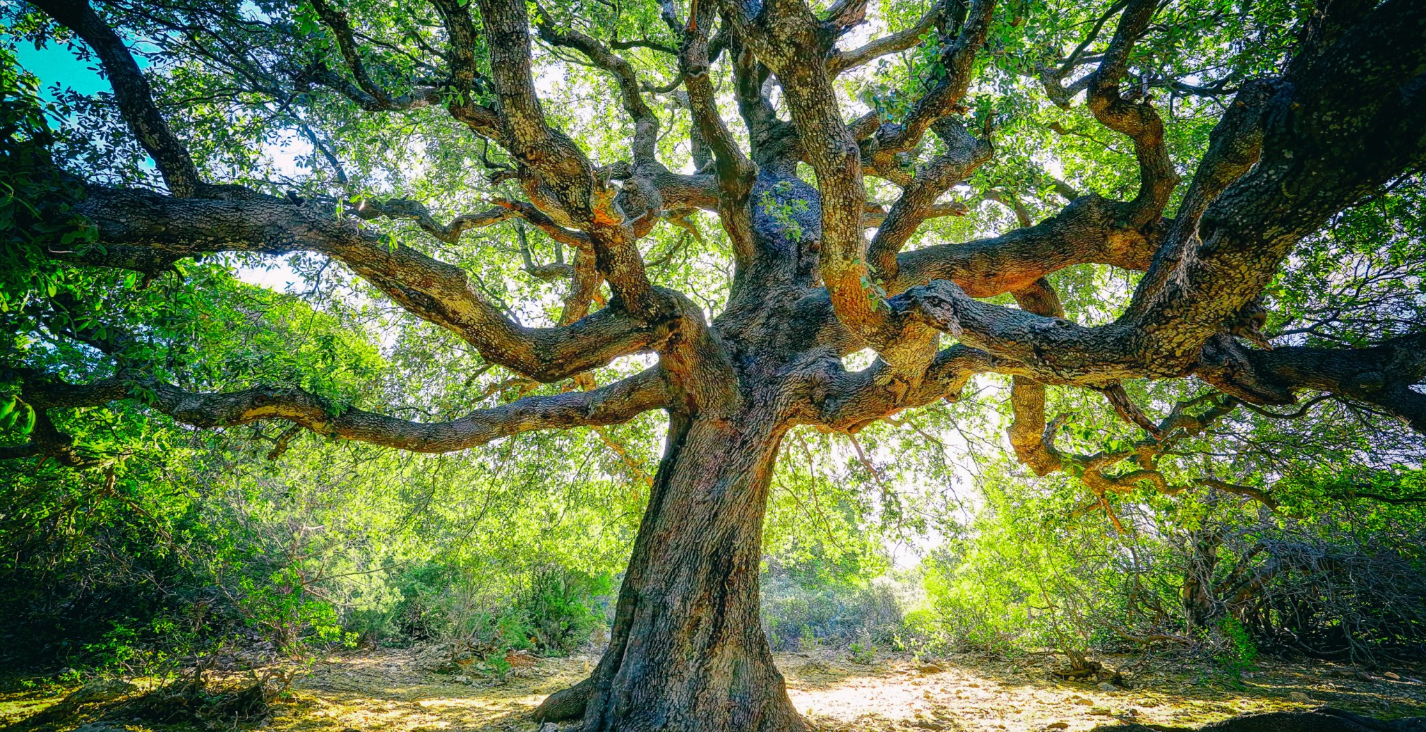 The Insane Amount Of Money Texas Is Spending To Relocate A Centuries ...