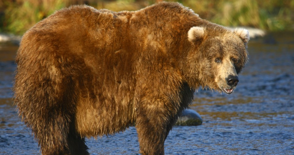 Grizzly Bear Attacks A Group Of Elementary School Students And Teachers ...