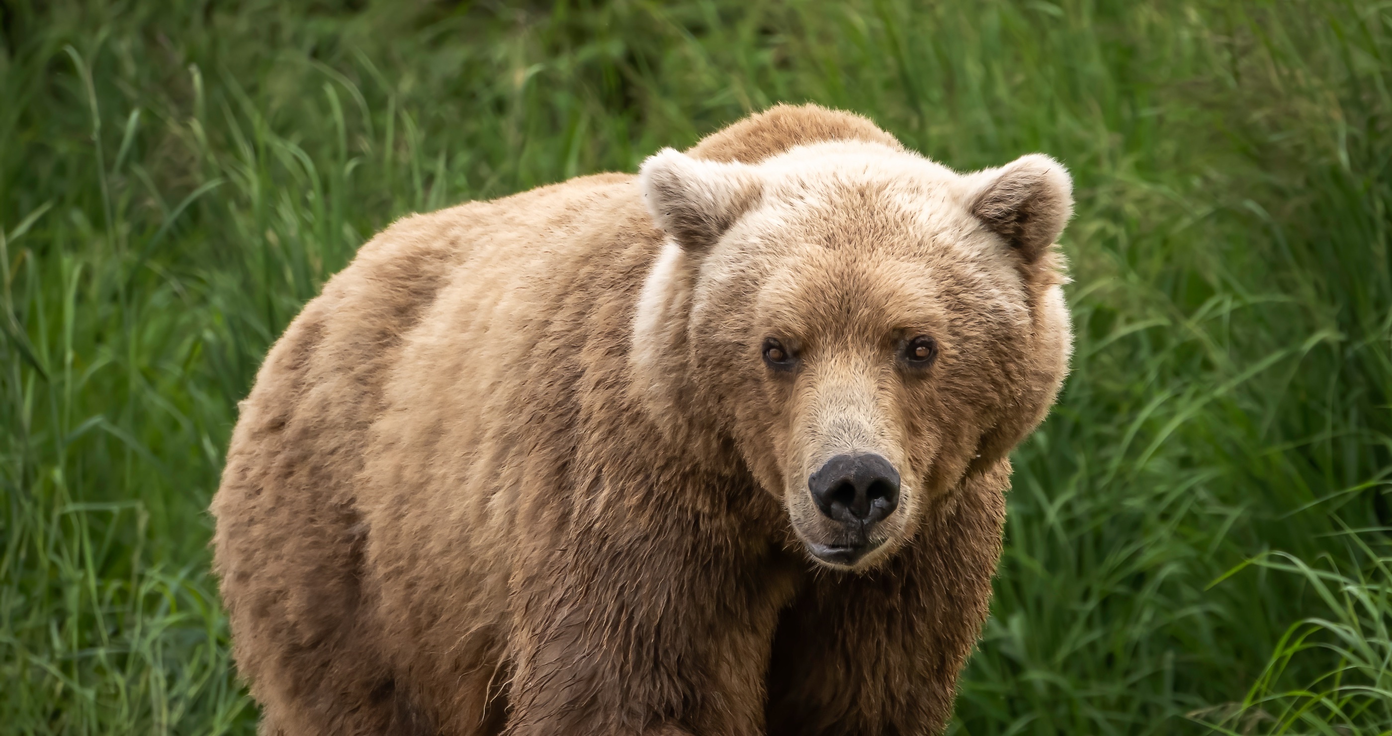 Surprised Homeowner Finds Bear Living Under His Home In California ...