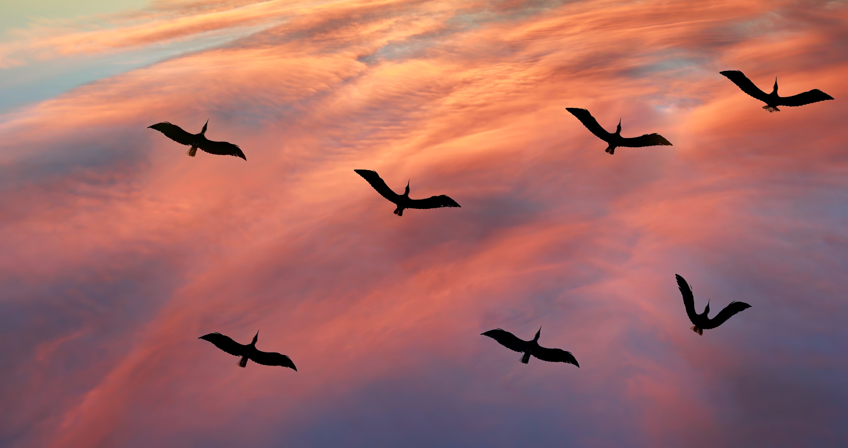 Scientists Argue The Link Between Birds And Climate Change Could Be ...