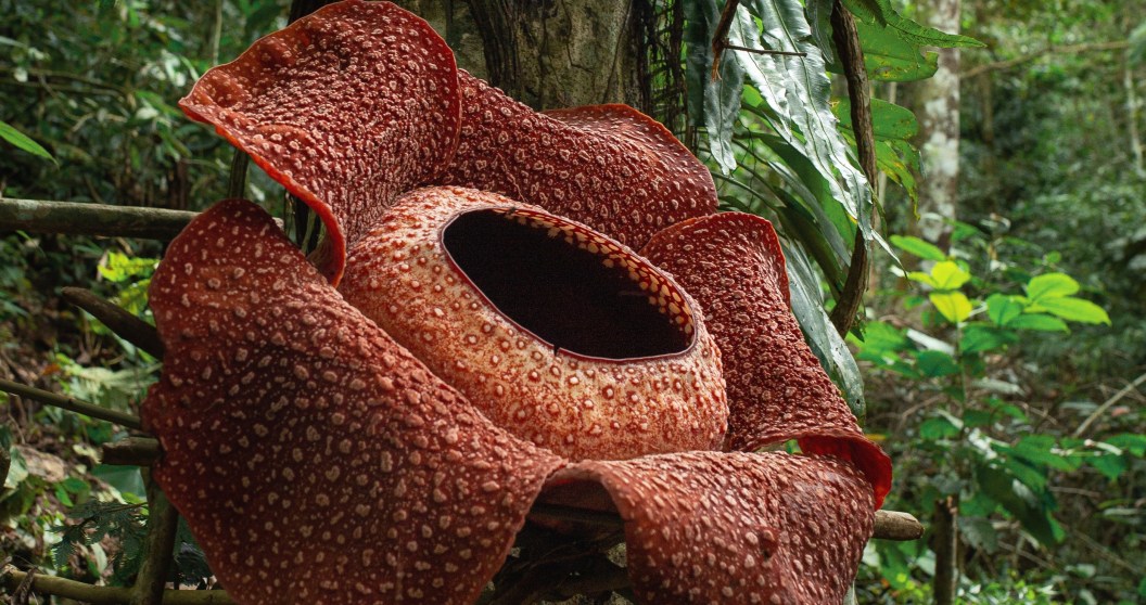 Biologist Finally Finds World's Rarest Flower After Searching For 13 ...