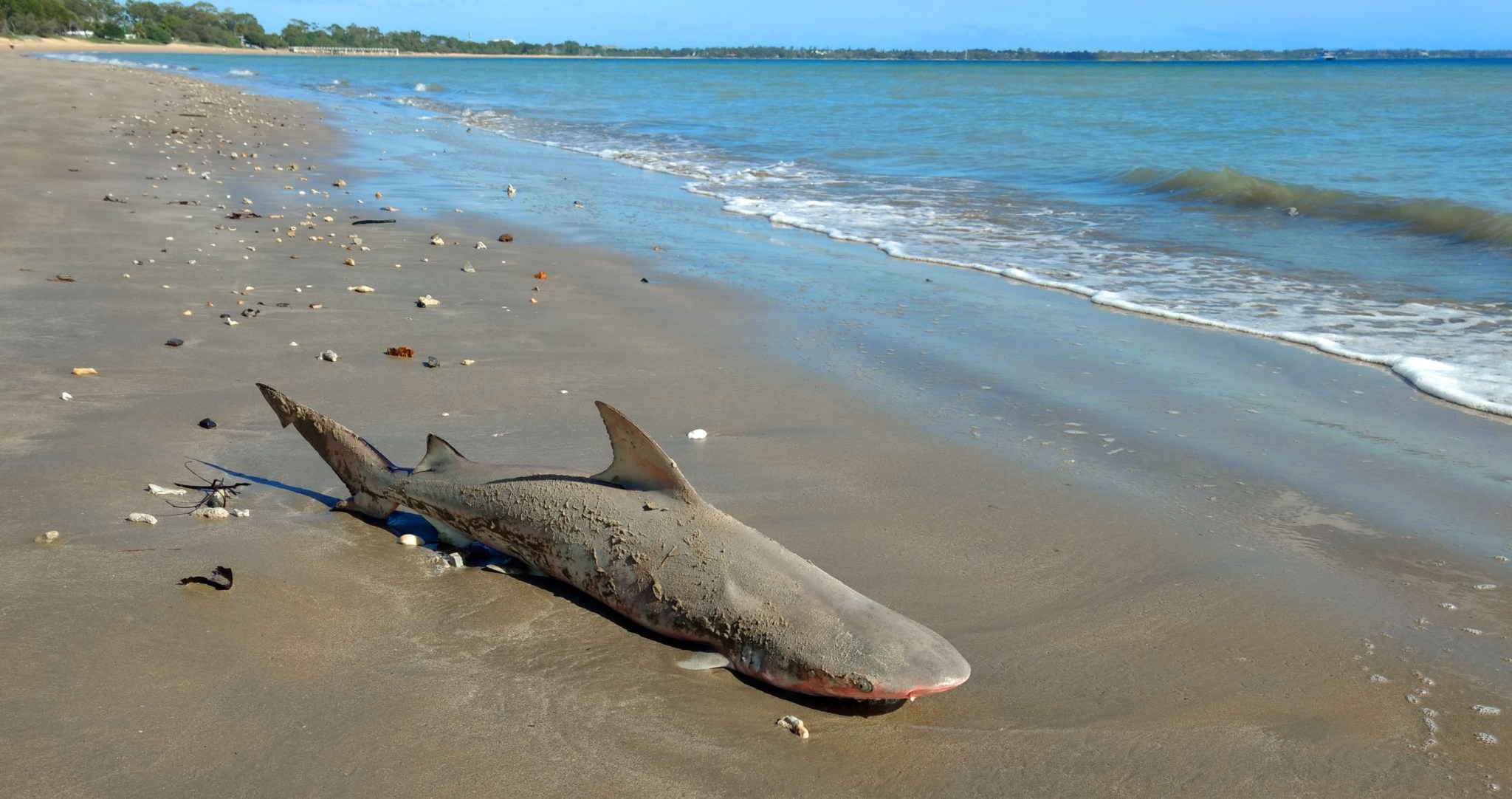 Brave Woman Decides To Save A Beached Shark - Wide Open Spaces