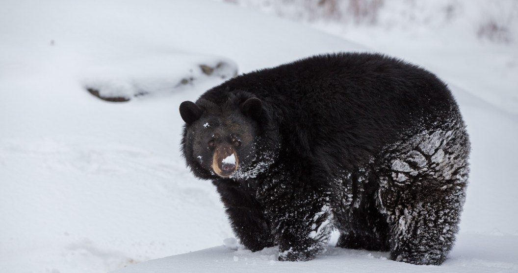 Celebrity Black Bear Takes A Spin On The Skating Rink Moments After It ...