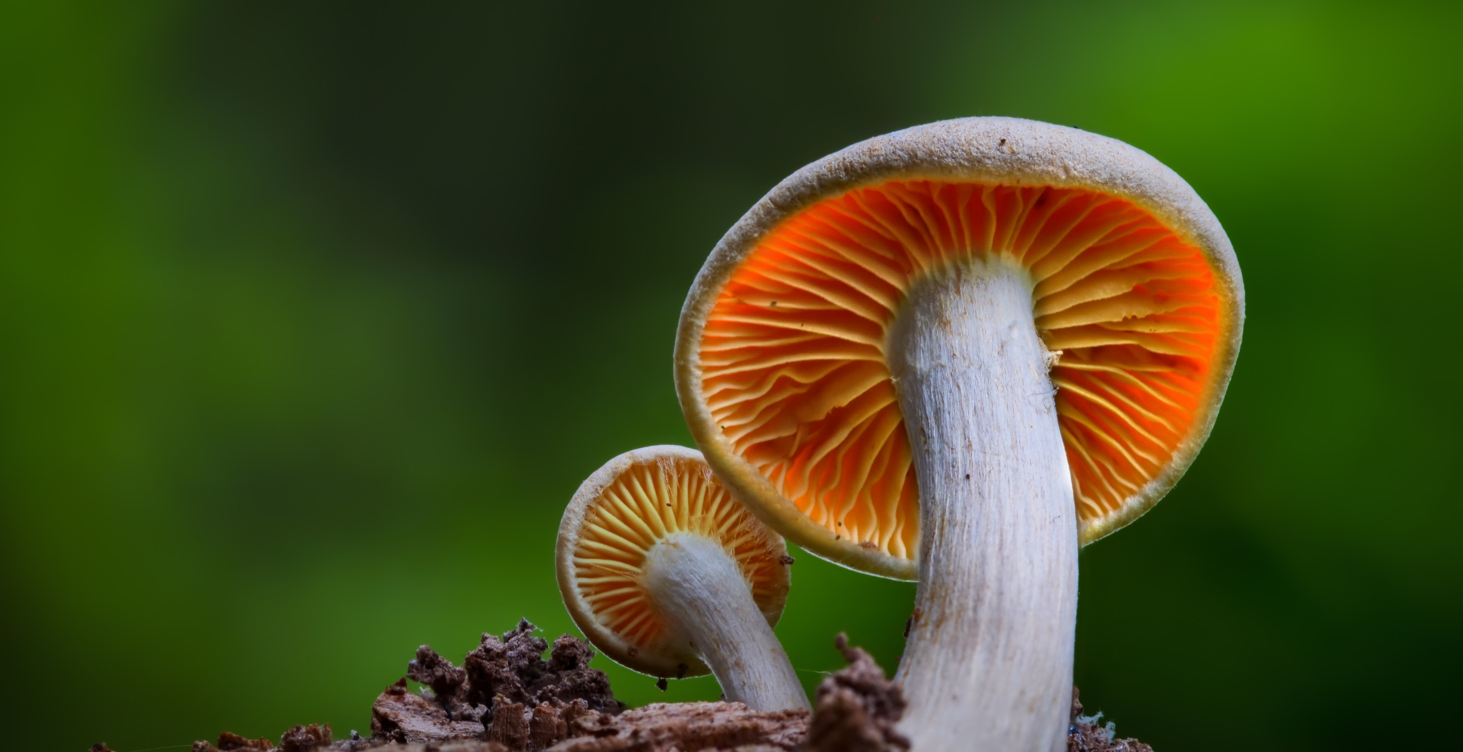 Father Has Children Taken Away After Family Poisoned By Mushrooms While ...