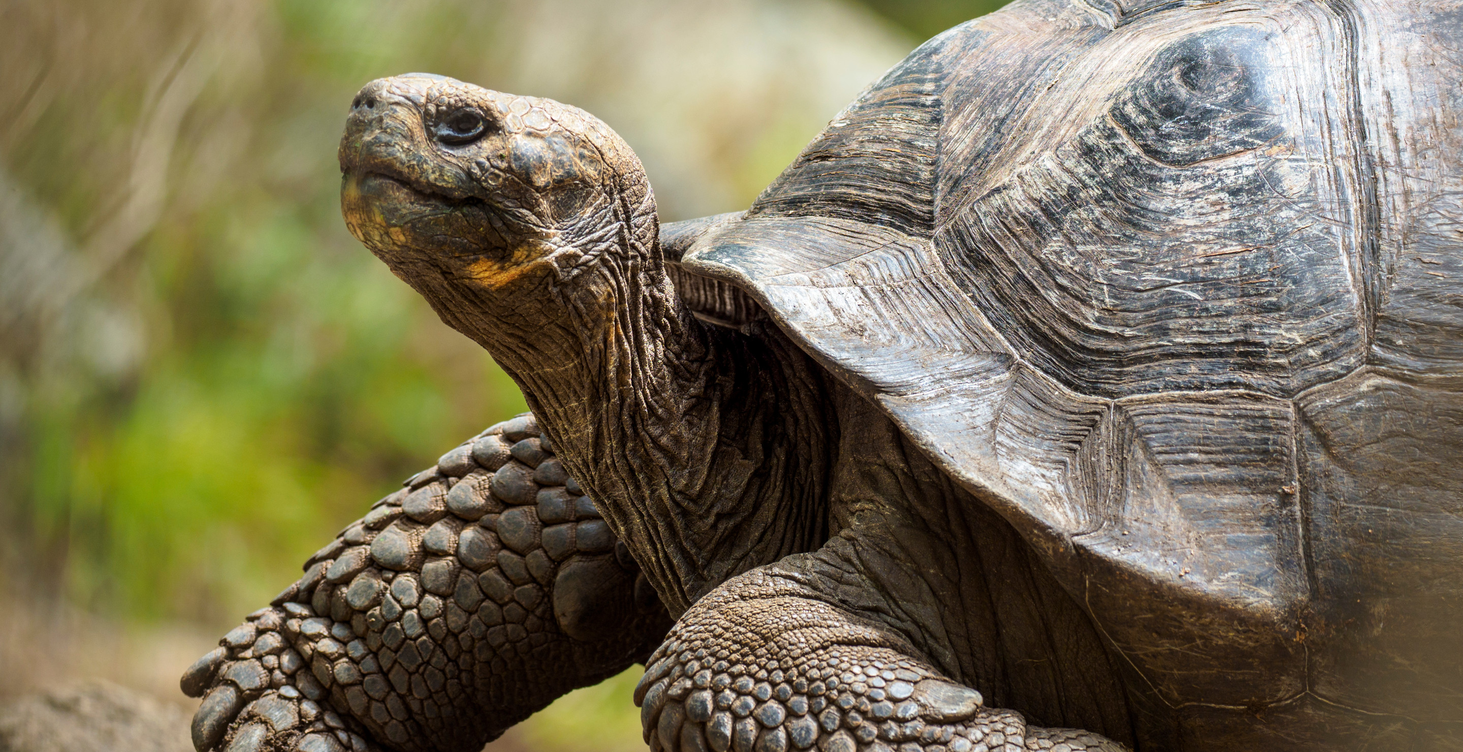 Gramma The Galápagos Tortoise, San Diego Zoo's Oldest Animal, Dies At ...