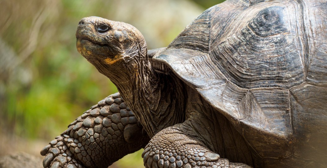 Tortoise Takes Police On the Slowest High Speed Chase - Wide Open Spaces