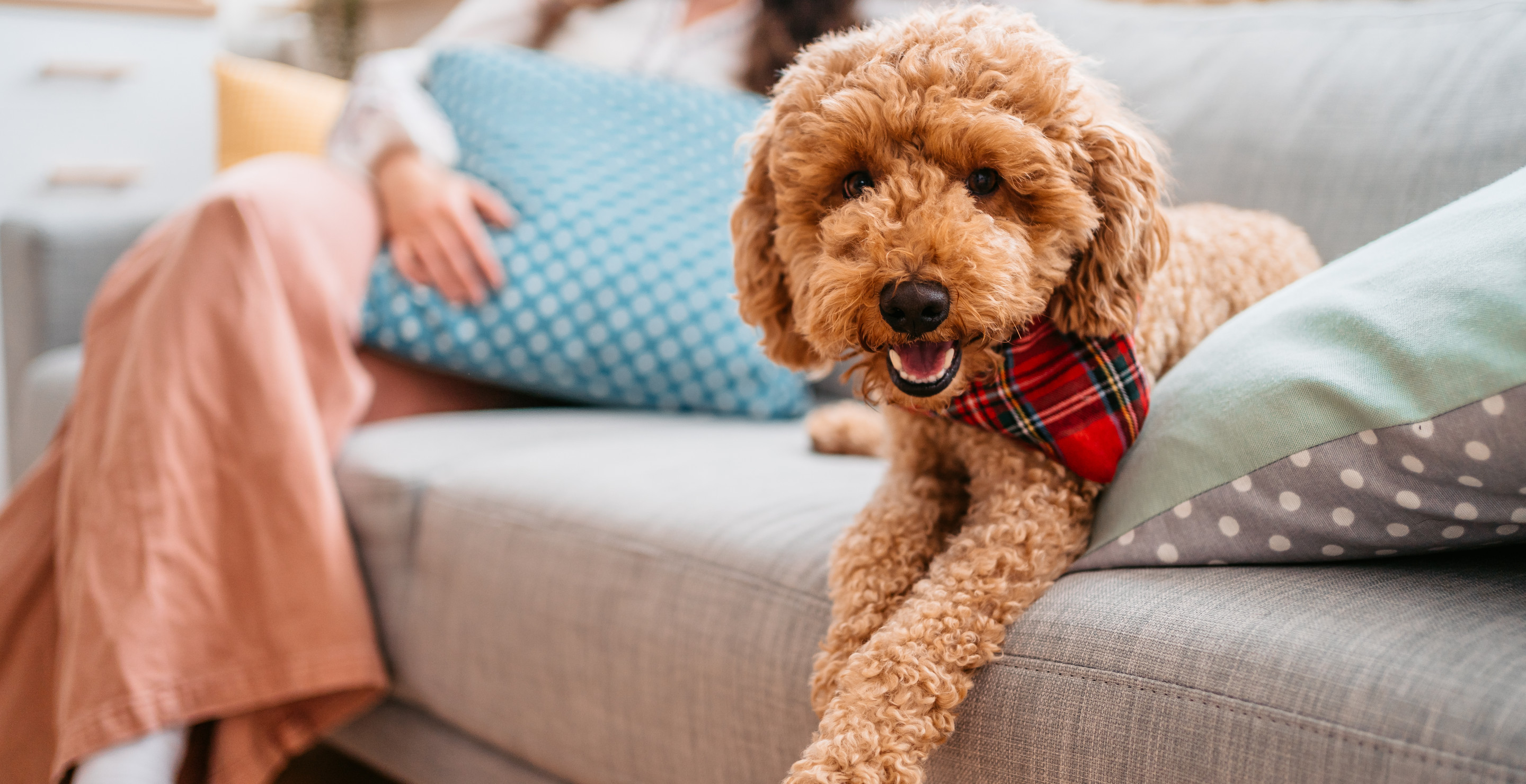 Mini Goldendoodle Saves His Family From New York House Fire, Called A ...