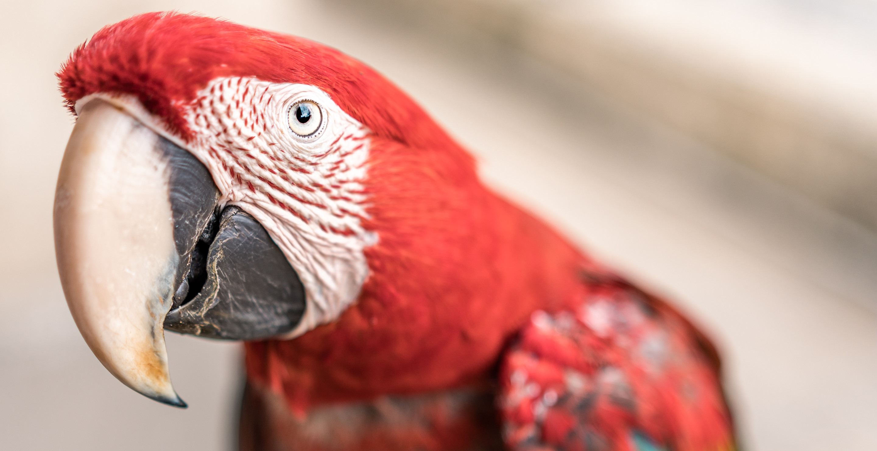 New Film Explores How A Parrot Helped A Woman Heal After She Left "Cult ...