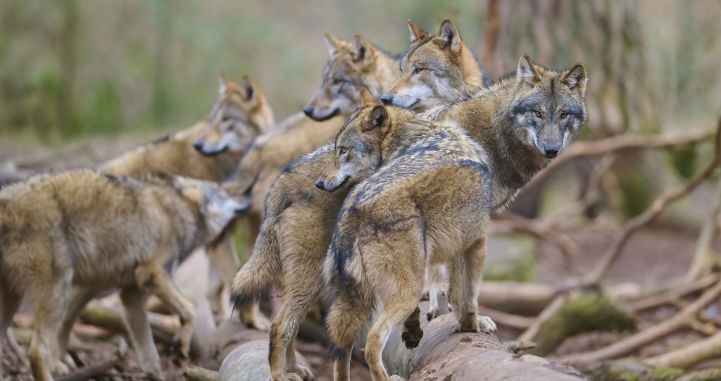 Yellowstone Hiker Wanders Too Close To Wolf Pack In Terrifying Footage - Wide Open Spaces