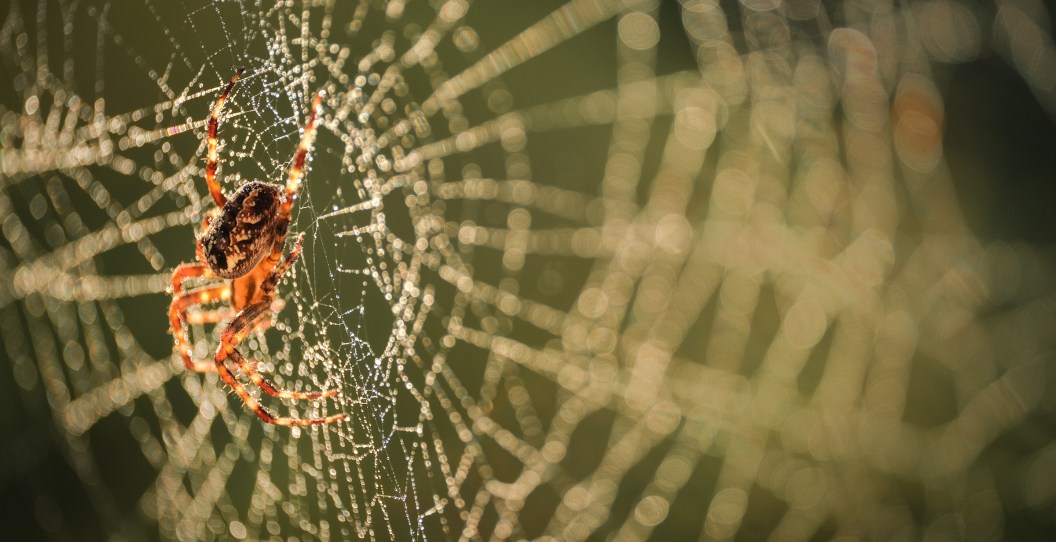 World's Largest Spider Web Is The Stuff Of Nightmare Fuel - Wide Open ...