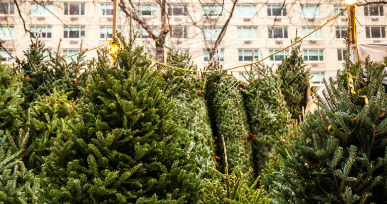 A Behind The Scenes Look At NYC's Cutthroat Christmas Tree Sellers ...