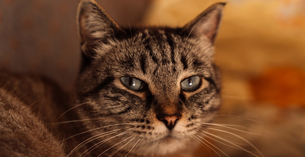 Cat Who Escaped During Road Trip Miraculously Survives 5 Months Alone ...