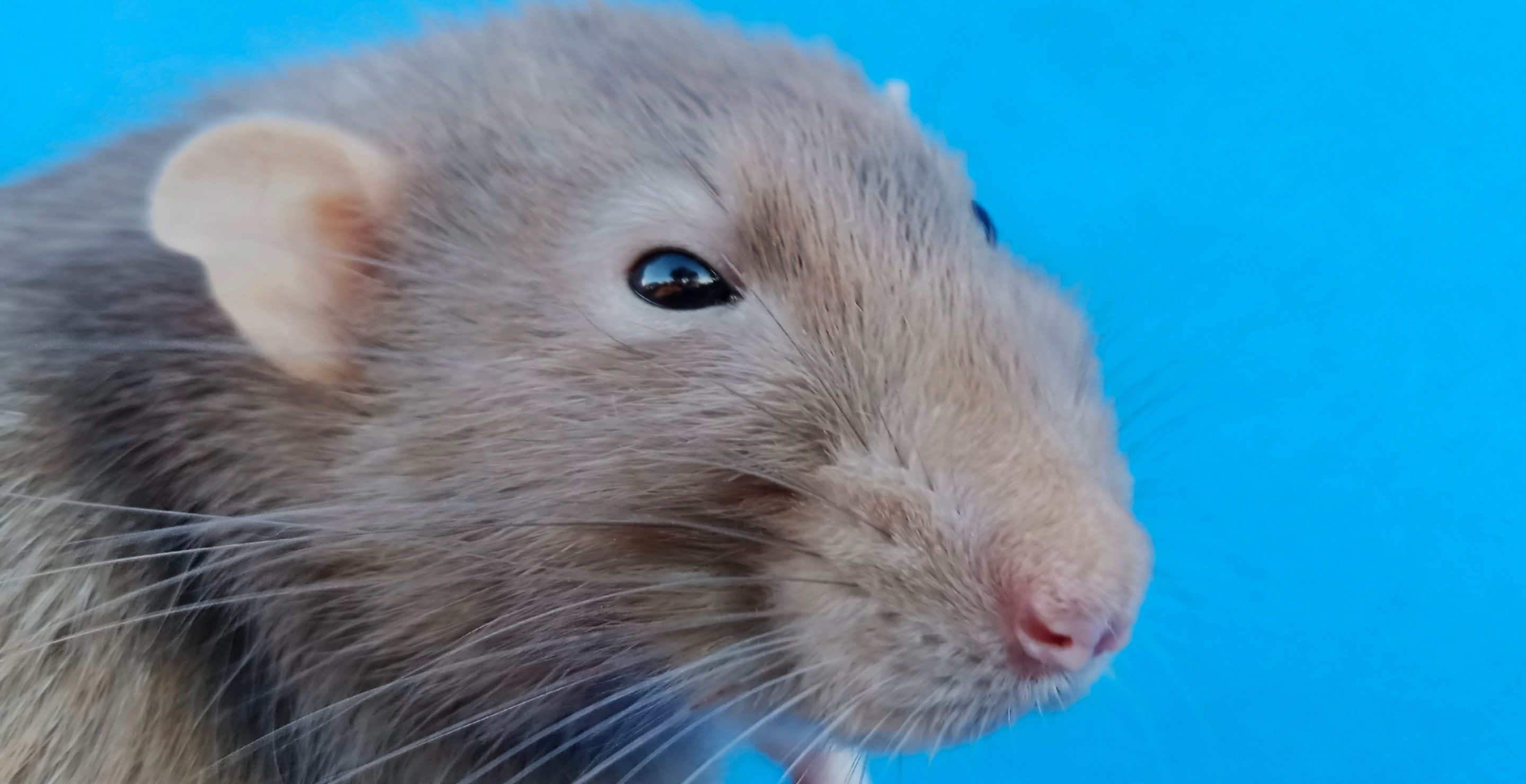 Chaos Breaks Out On Flight After Passengers Spot Rat In Plane Cabin ...