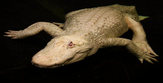 Claude, A Rare Albino Alligator, Has Died At 30 - Wide Open Spaces