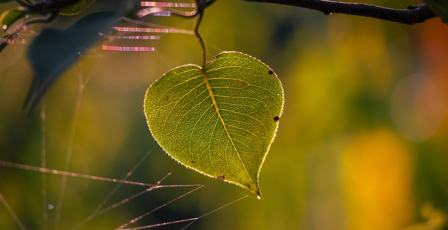 Elderly Man Fined $300 For Littering After Spitting Out Leaf That Flew Into His Mouth - Wide ...