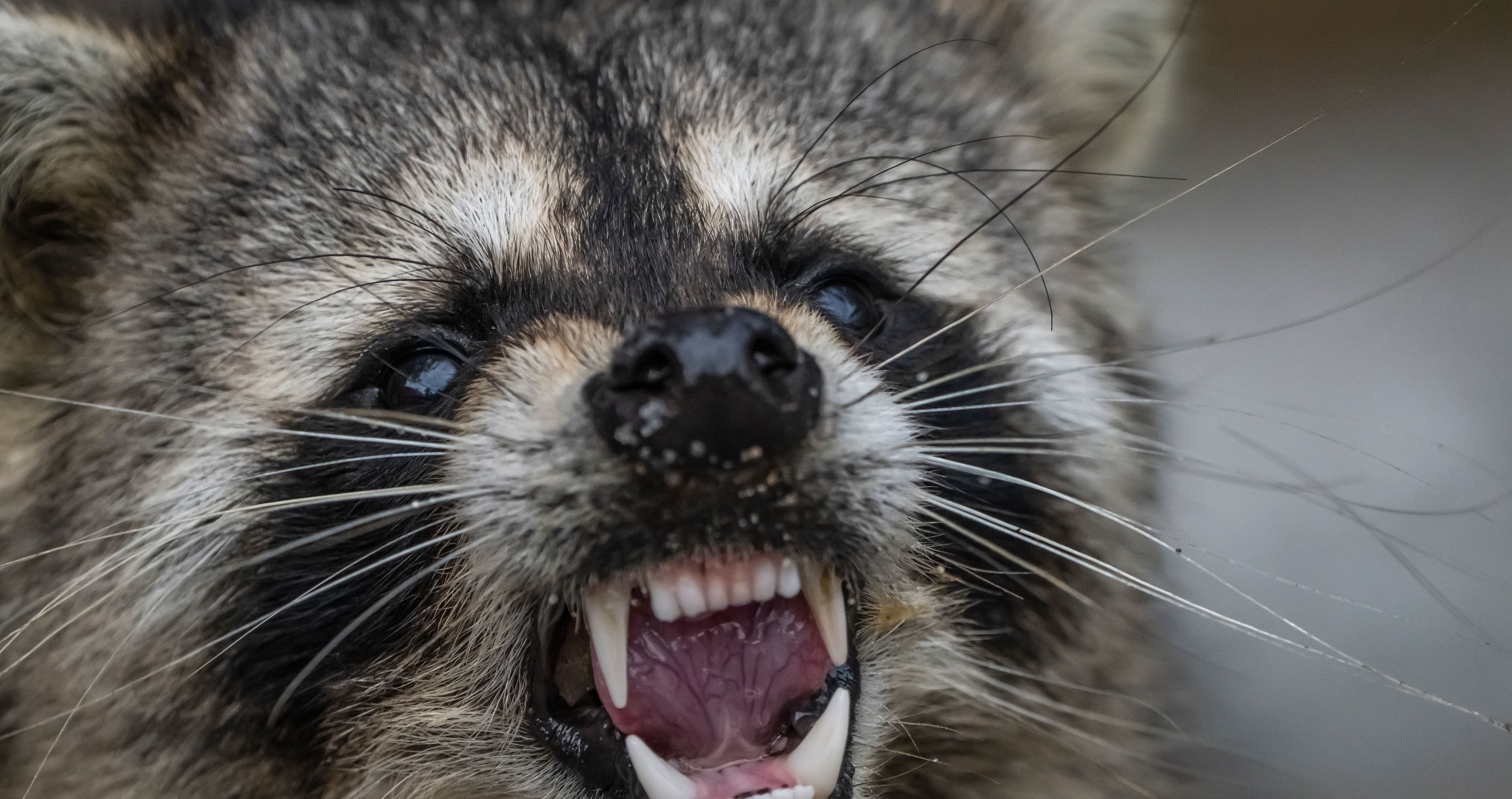 Georgia Man Rescues Rabid Raccoon Then Gets Bit In The Face - Wide Open ...