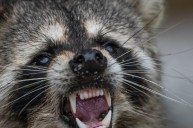 Rabid Raccoon: Signs This Furry Friend Is Carrying a Dangerous Disease