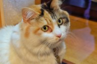 Maru The Cat, Who Was Once The Most Viewed Animal On YouTube, Has Died ...