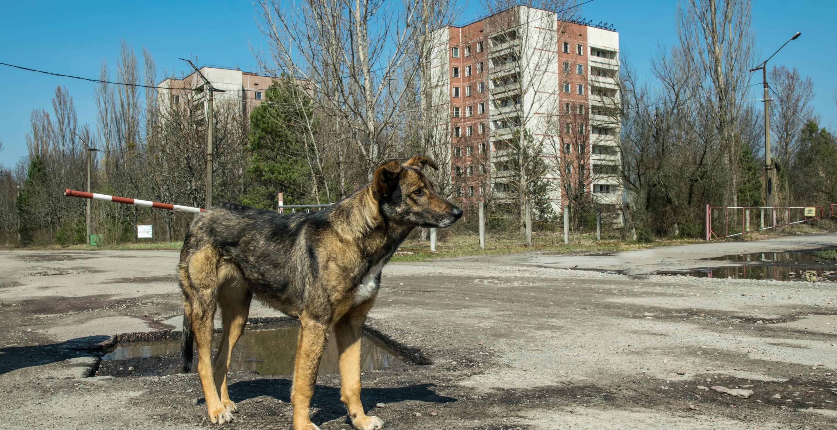 No There's Not Radioactive Dogs At Chernobyl: The Truth Behind Blue ...