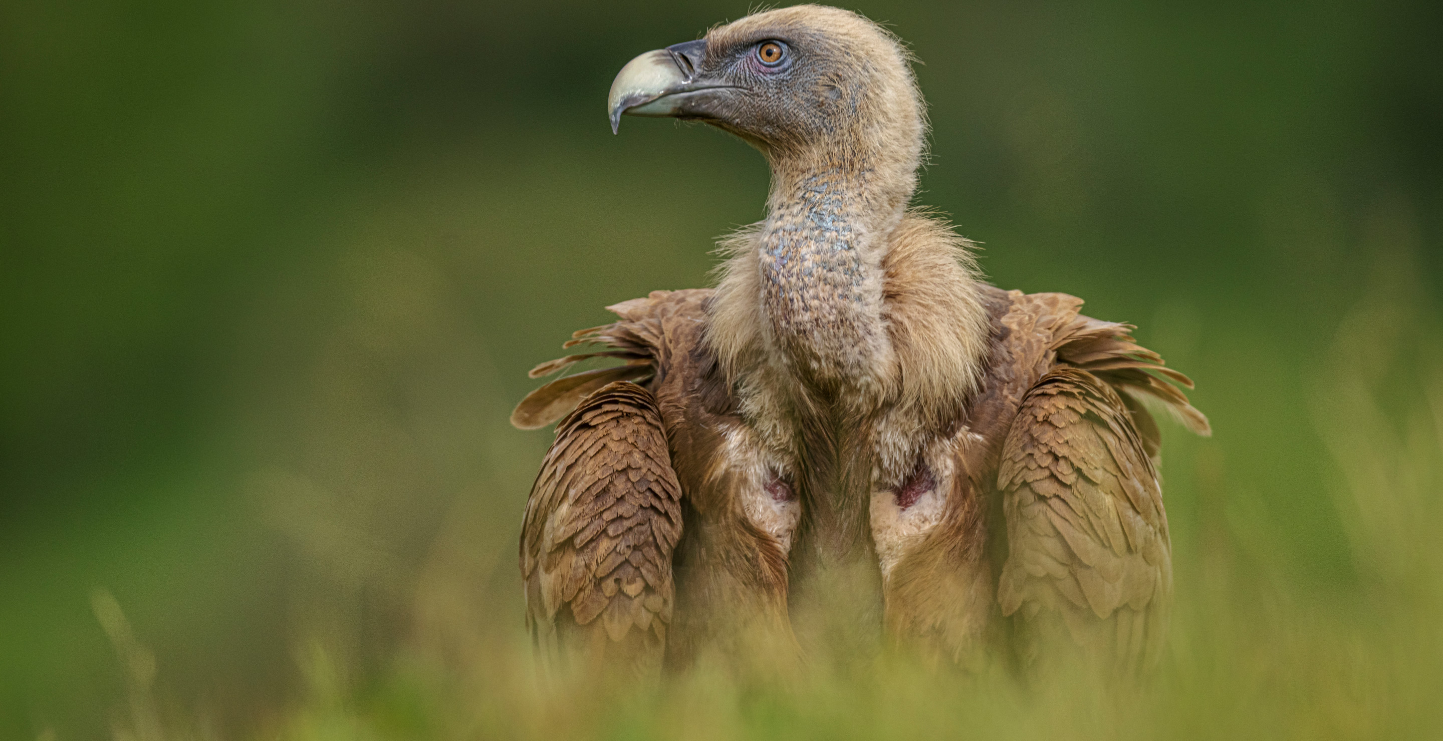 Over 70 Vultures Found Dead On School Campus In Ohio - Wide Open Spaces