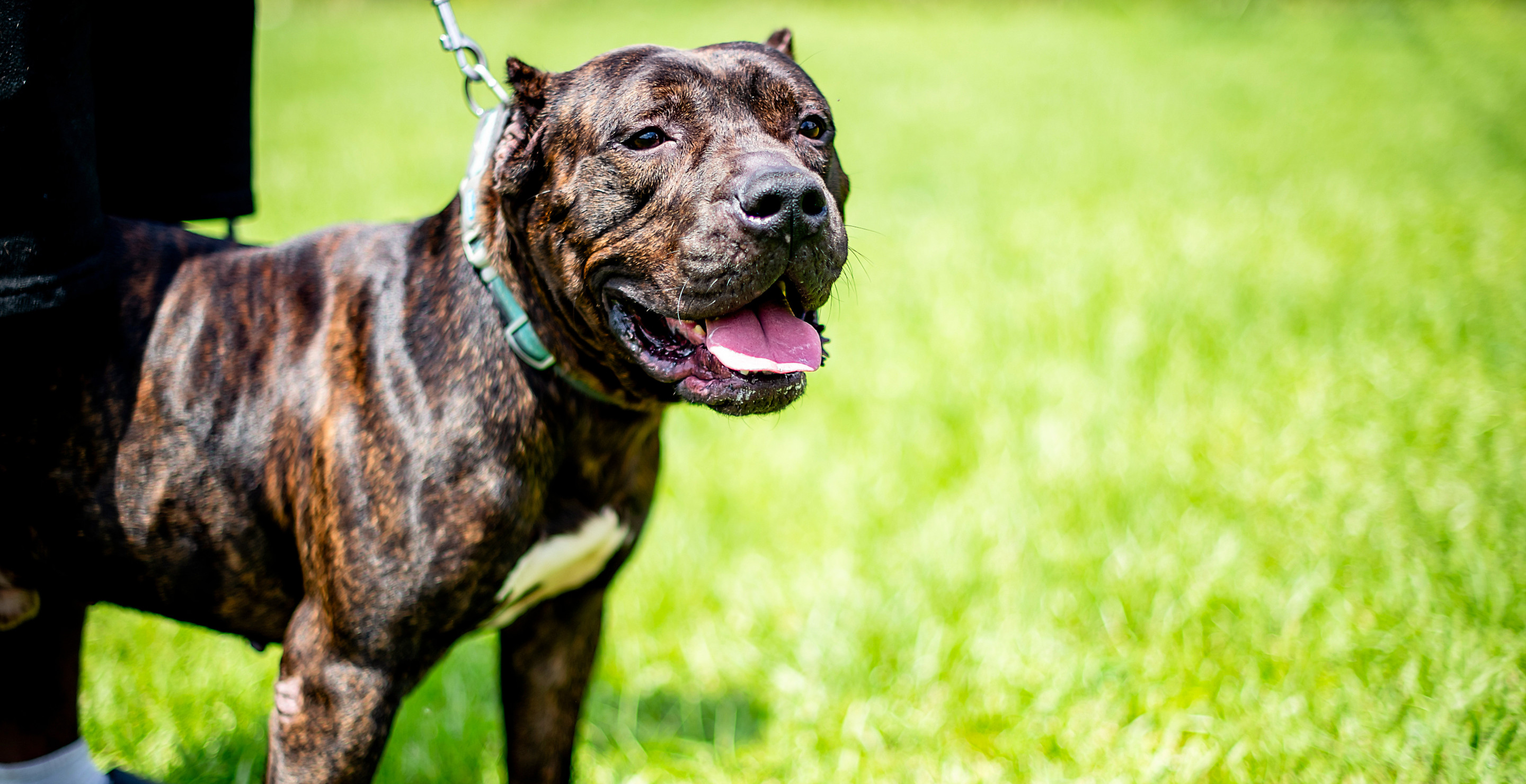 Pit Bull Found Chained To Tree In Woods In Freezing Conditions, Rescued ...