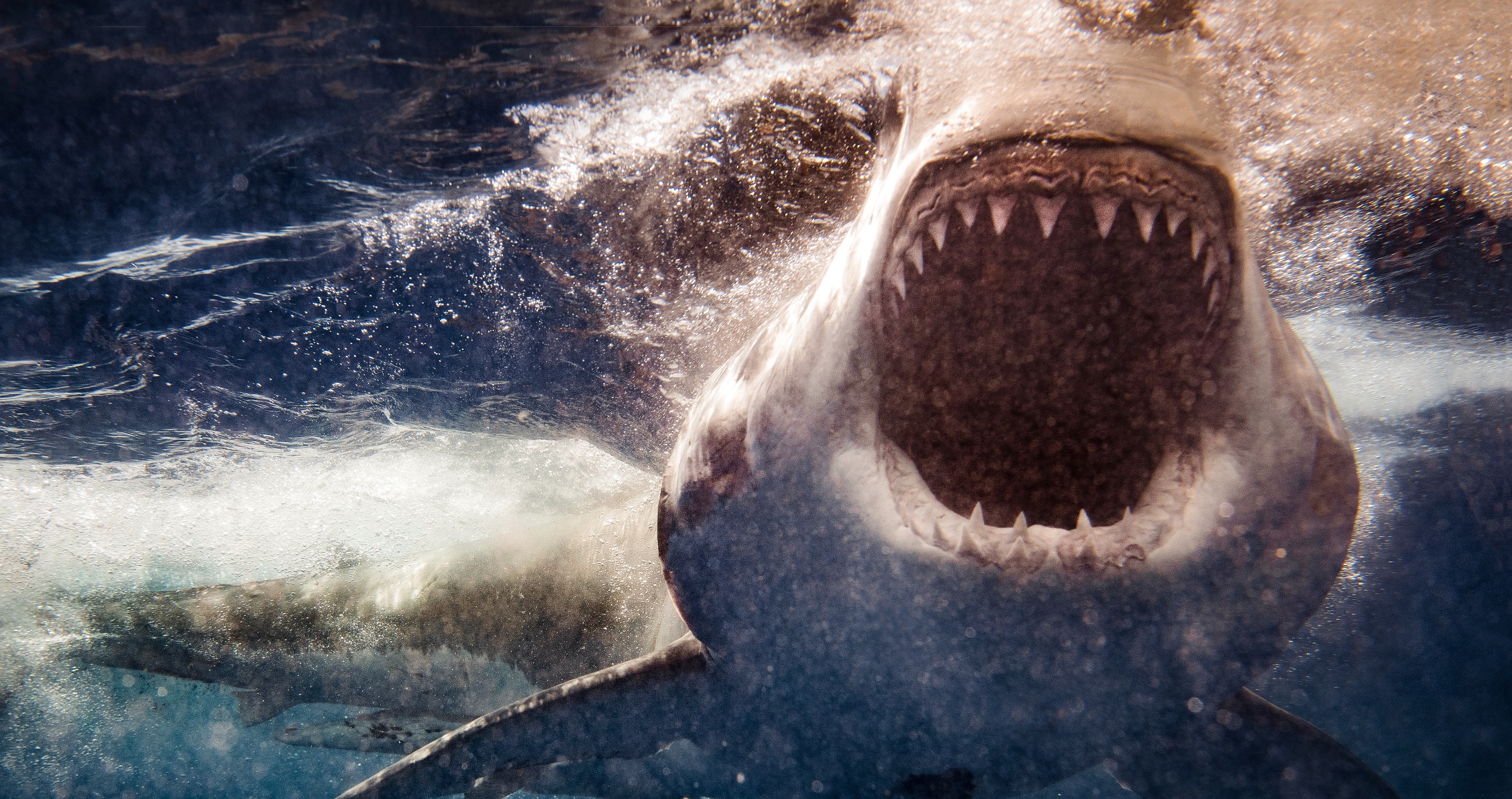 Researchers Find Evidence Of A Monstrous Shark That Existed Before ...