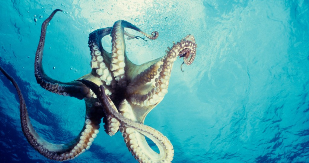Researchers Surprised When Rare Seven-Armed Octopus Washes Up In ...
