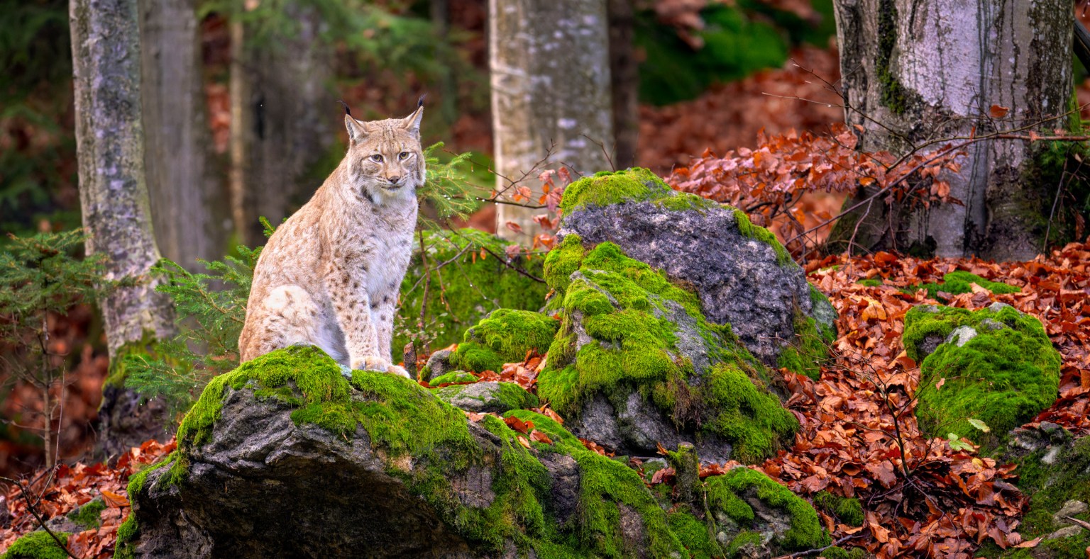 Texas Couple Warns About Bobcats After Wild Animal Killed Their Dog ...