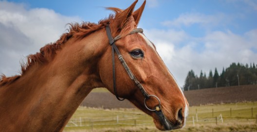 25-Year-Old Equestrian Dies After Heartbreaking Freak Accident - Wide ...