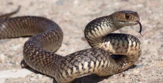 Venomous Snake Spotted at World Cup Training Area - Wide Open Spaces