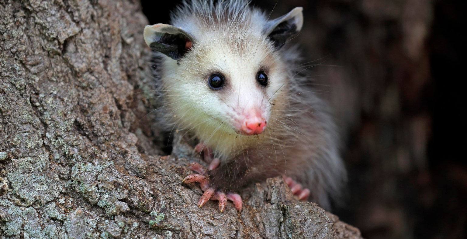 16-Year-Old Goes Viral For Catching Opossum And Bringing It To Parents ...