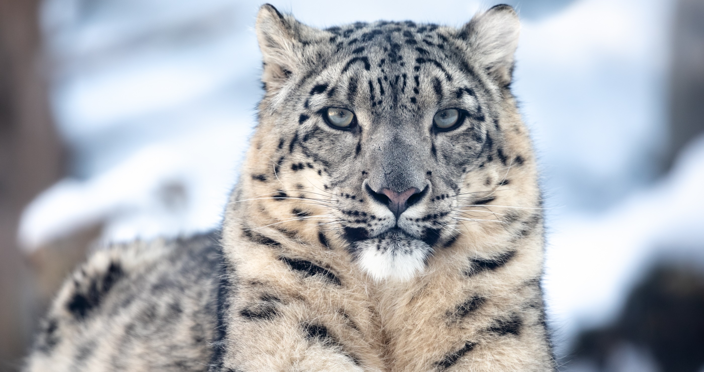 A Skier In China Is Mauled In Surprise Snow Leopard Attack - Wide Open ...