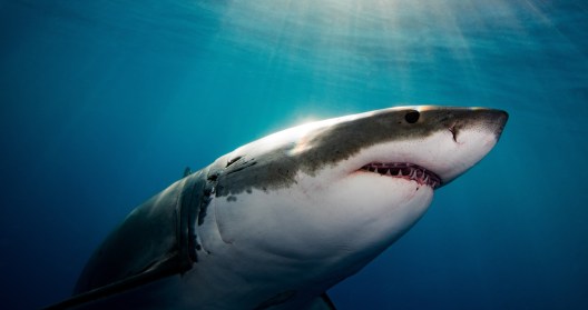 Anglers Reel In Massive Great White Shark: See Video - Wide Open Spaces