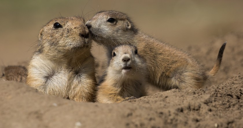 Colorado Group Is Infuriated By Relocation Of Prairie Dogs, Claim ...