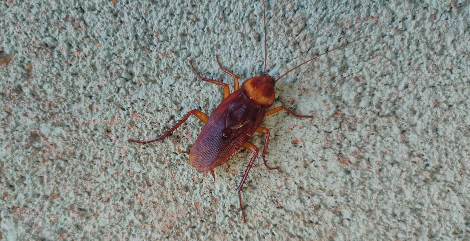 Do You Have A Jilted Ex? Name A Cockroach After Them This Valentine's ...