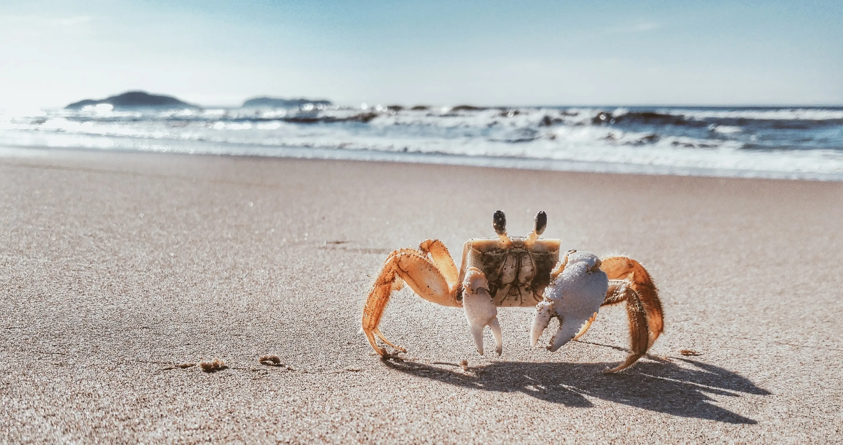 Filmmakers Sent A Robot Crab Into The Ocean, You'll Be Amazed At How ...