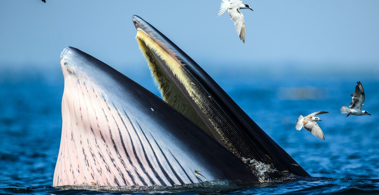 Free Divers Have Extremely Close Encounter With A Hungry Whale - Wide ...