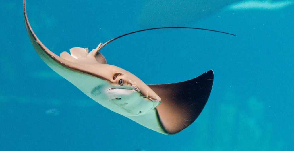 Man Suffers Near-Fatal Stingray Injury While Training For Surf Event ...