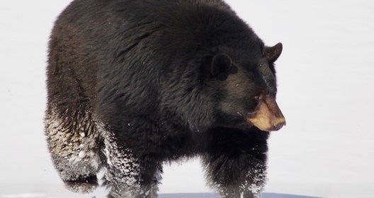 Poor Wyoming Bear Is Still Out And About Confused By The Warm Weather ...