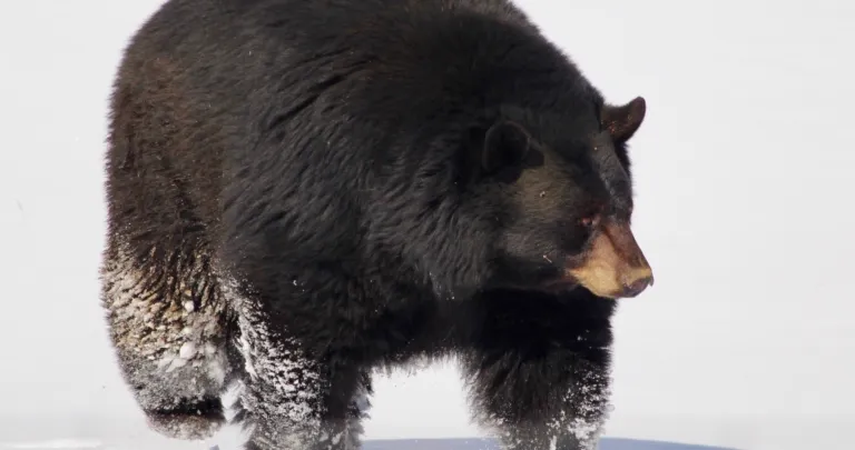 Poor Wyoming Bear Is Still Out And About Confused By The Warm Weather ...