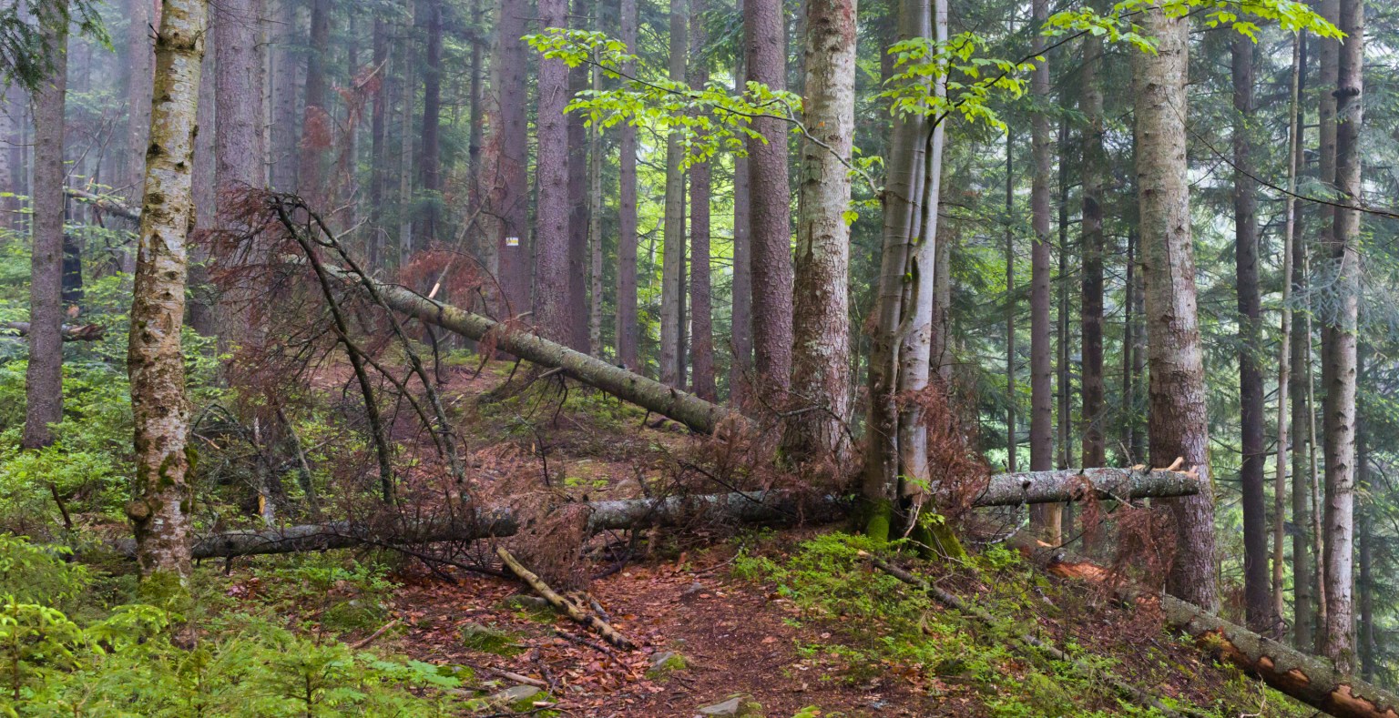 Two Hikers Dead After Being Struck By A Falling Tree On Popular Trail ...